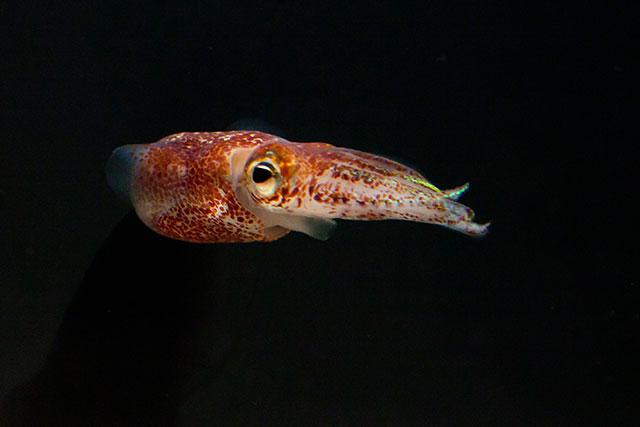Hawaiian Bobtail Squid [IMAGE] | EurekAlert! Science News Releases