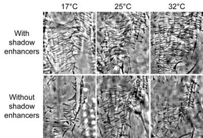 Redundant Genetic Instructions [IMAGE] | EurekAlert! Science News Releases