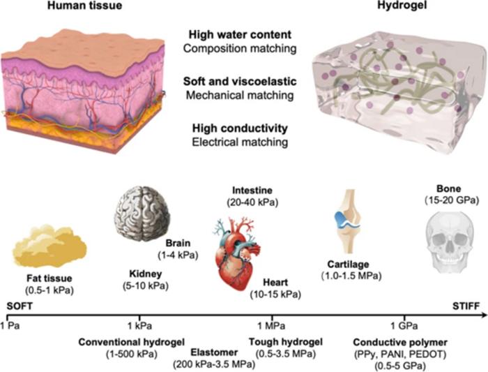 Graphical Abstract [IMAGE] | EurekAlert! Science News Releases