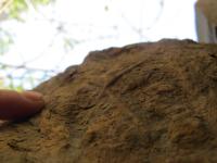 New depth limit for deep-sea marine burrows | EurekAlert!