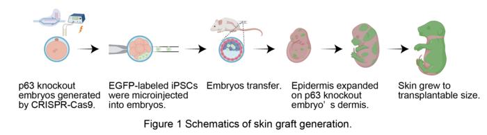 Figure 1 Schematics of skin gr [IMAGE] | EurekAlert! Science News Releases