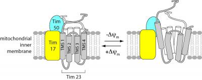 TIM23 Protein-Conducting Chann [IMAGE] | EurekAlert! Science News Releases