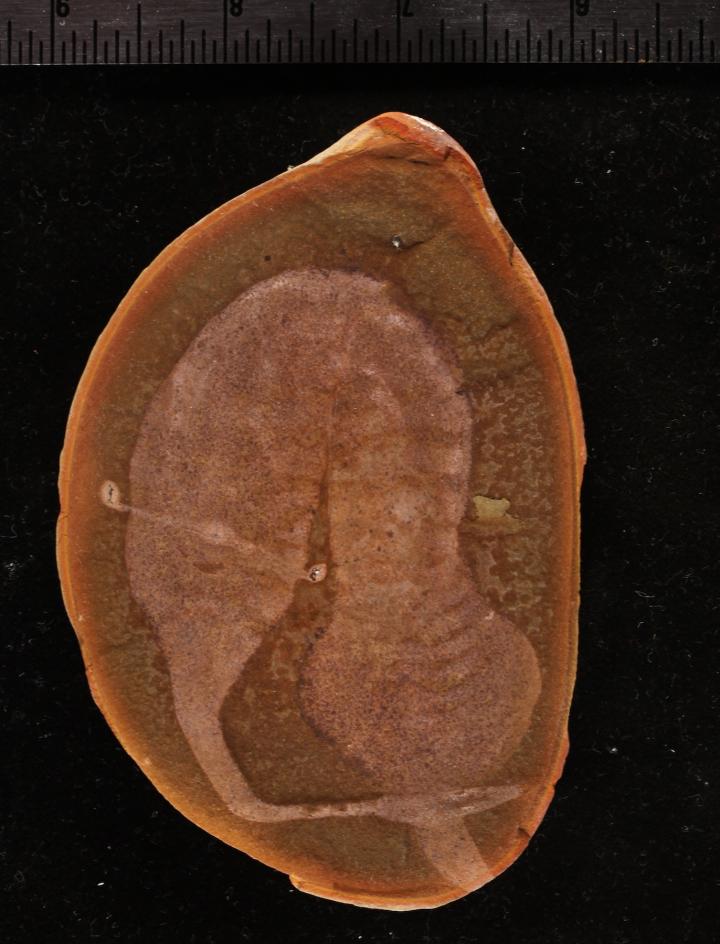 Tully Monster Fossil Holotype [IMAGE] | EurekAlert! Science News Releases