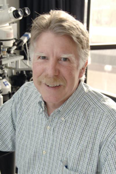 UT Southwestern researchers reveal how the br | EurekAlert!