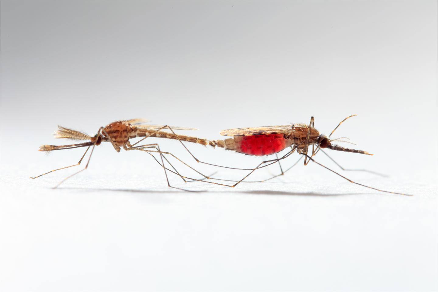 Is Malaria Transmission Shaped by Sex in Mosq | EurekAlert!