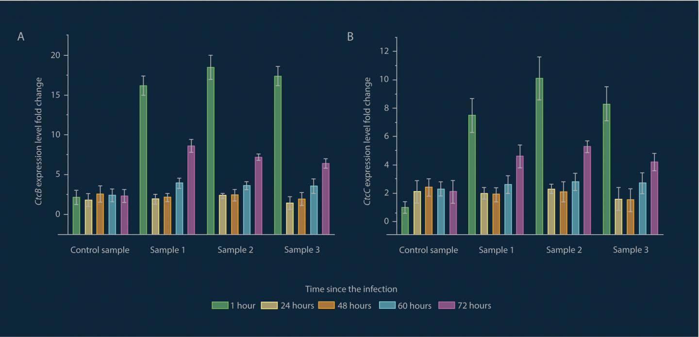 Expression Levels of ctcB and [IMAGE] | EurekAlert! Science News Releases