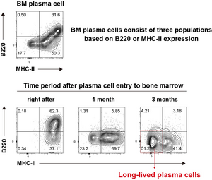 Tracking plasma cell survival | EurekAlert!