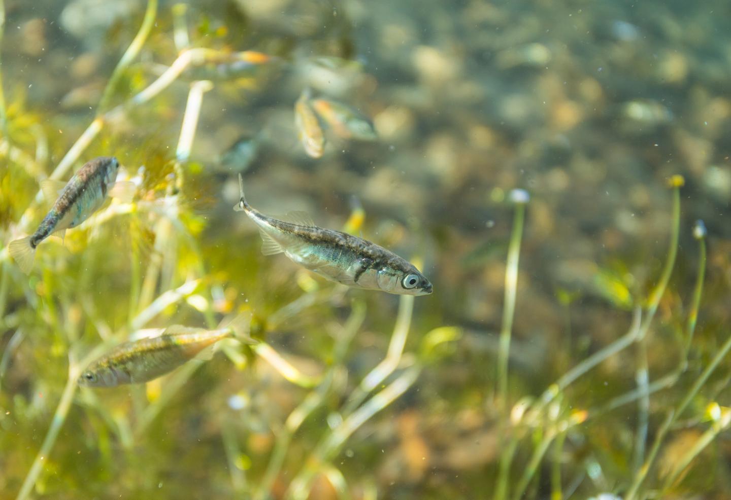 Three-spine Stickleback [IMAGE] | EurekAlert! Science News Releases