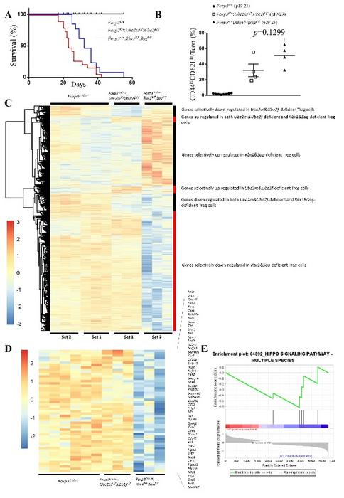 Fig. 3. Enhanced inflammation [IMAGE] | EurekAlert! Science News Releases