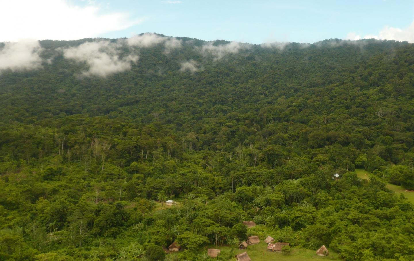Venezuelan Forest [IMAGE] | EurekAlert! Science News Releases