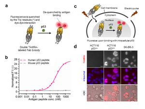 Live intracellular imaging with new, conditio | EurekAlert!