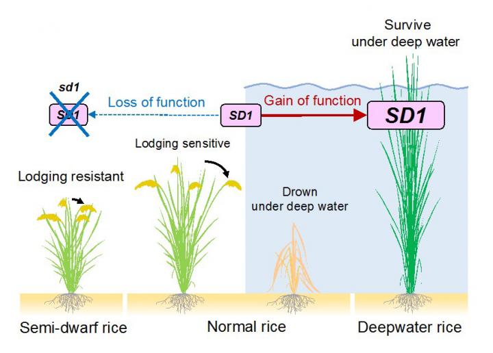 Genetic Adaptation Allows Rice to Survive Lon | EurekAlert!
