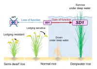 Genetic Adaptation Allows Rice to Survive Lon | EurekAlert!