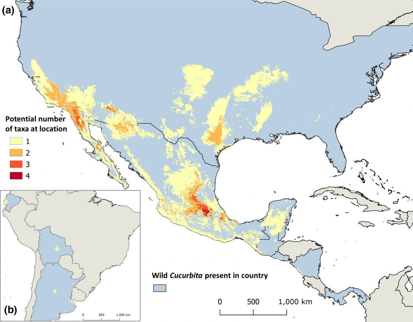 Wild Zucchini Relatives [IMAGE] | EurekAlert! Science News Releases