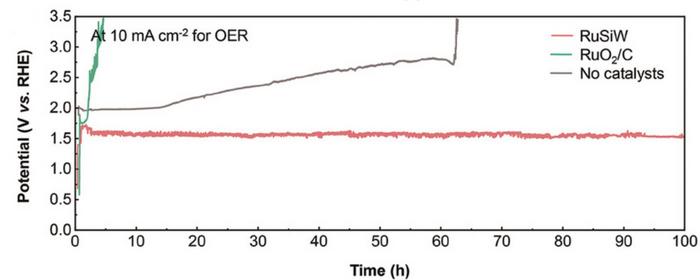 Long-term stability of the cor [IMAGE] | EurekAlert! Science News Releases