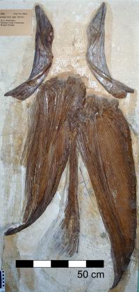 The Evolution of Filter Feeding, Before and A | EurekAlert!