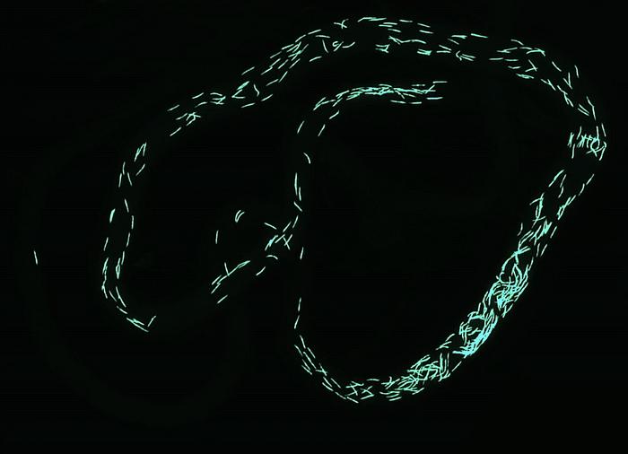 Sperm inside female seminal re [IMAGE] | EurekAlert! Science News Releases