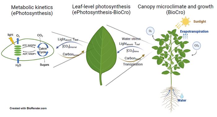 BioCro Photosynthesis Modeling [IMAGE] | EurekAlert! Science News Releases