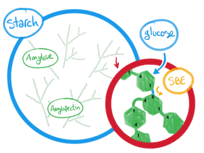 Composition of starch [IMAGE] | EurekAlert! Science News Releases