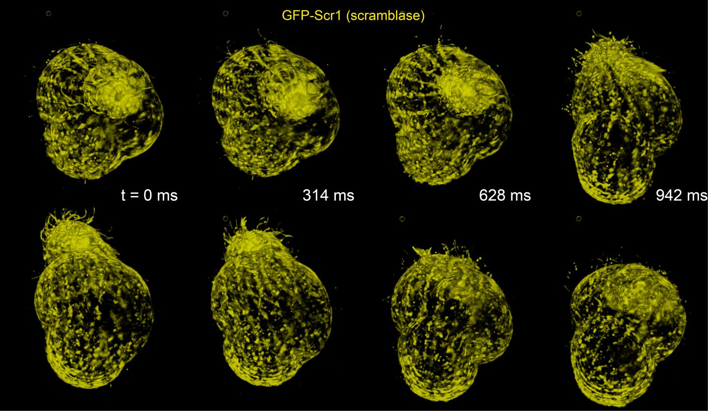 New Microscope Peers at Subcellular Gears in | EurekAlert!
