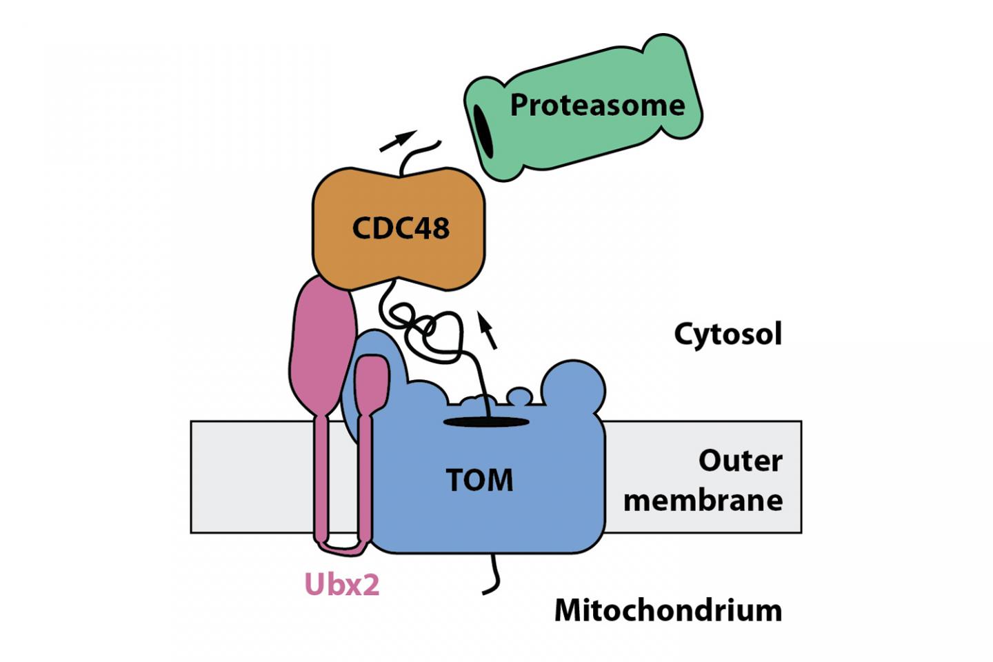 Dissolving Protein Traffic Jam [IMAGE] | EurekAlert! Science News Releases