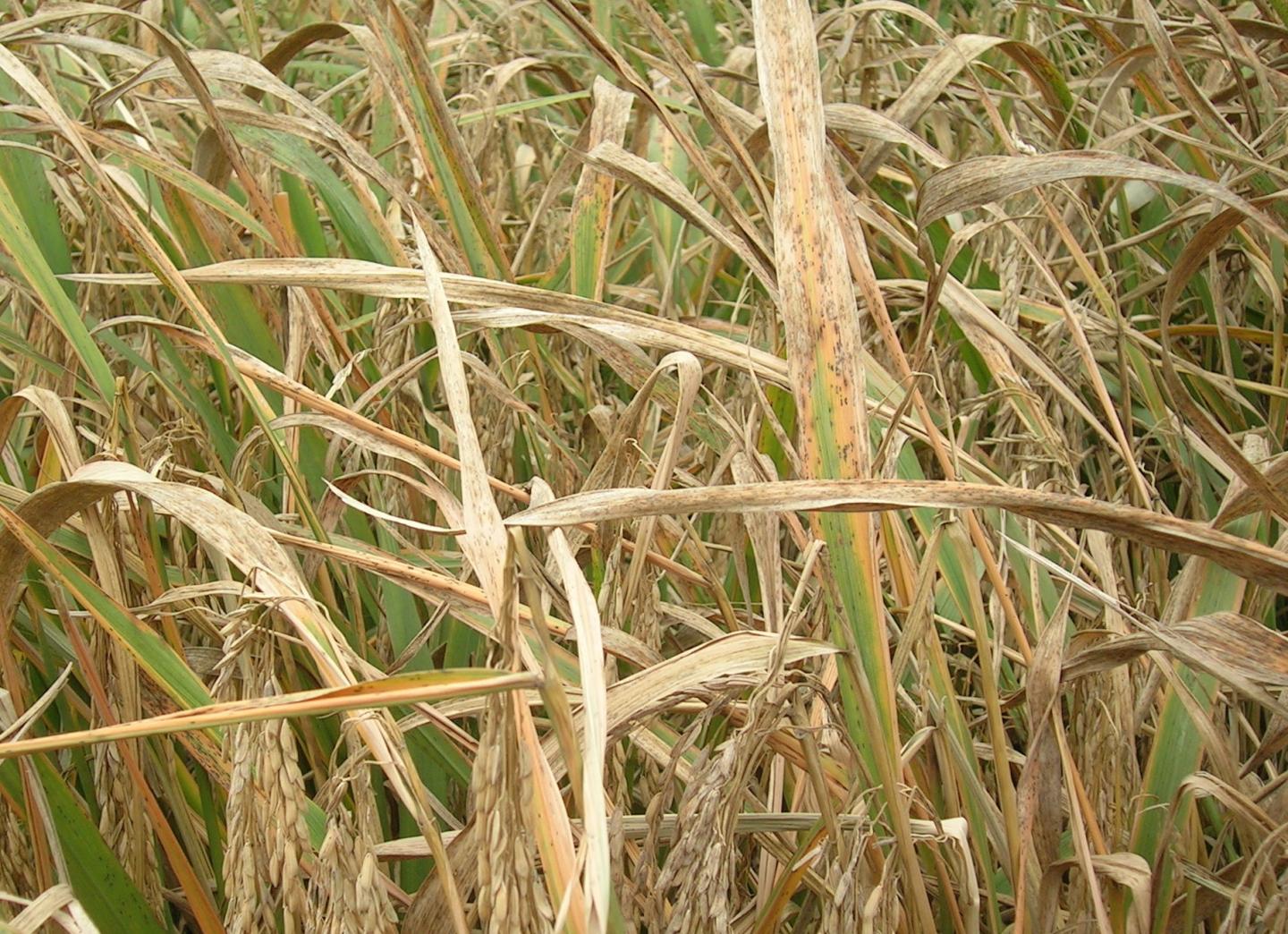 Rice Blast Fungus [IMAGE] | EurekAlert! Science News Releases