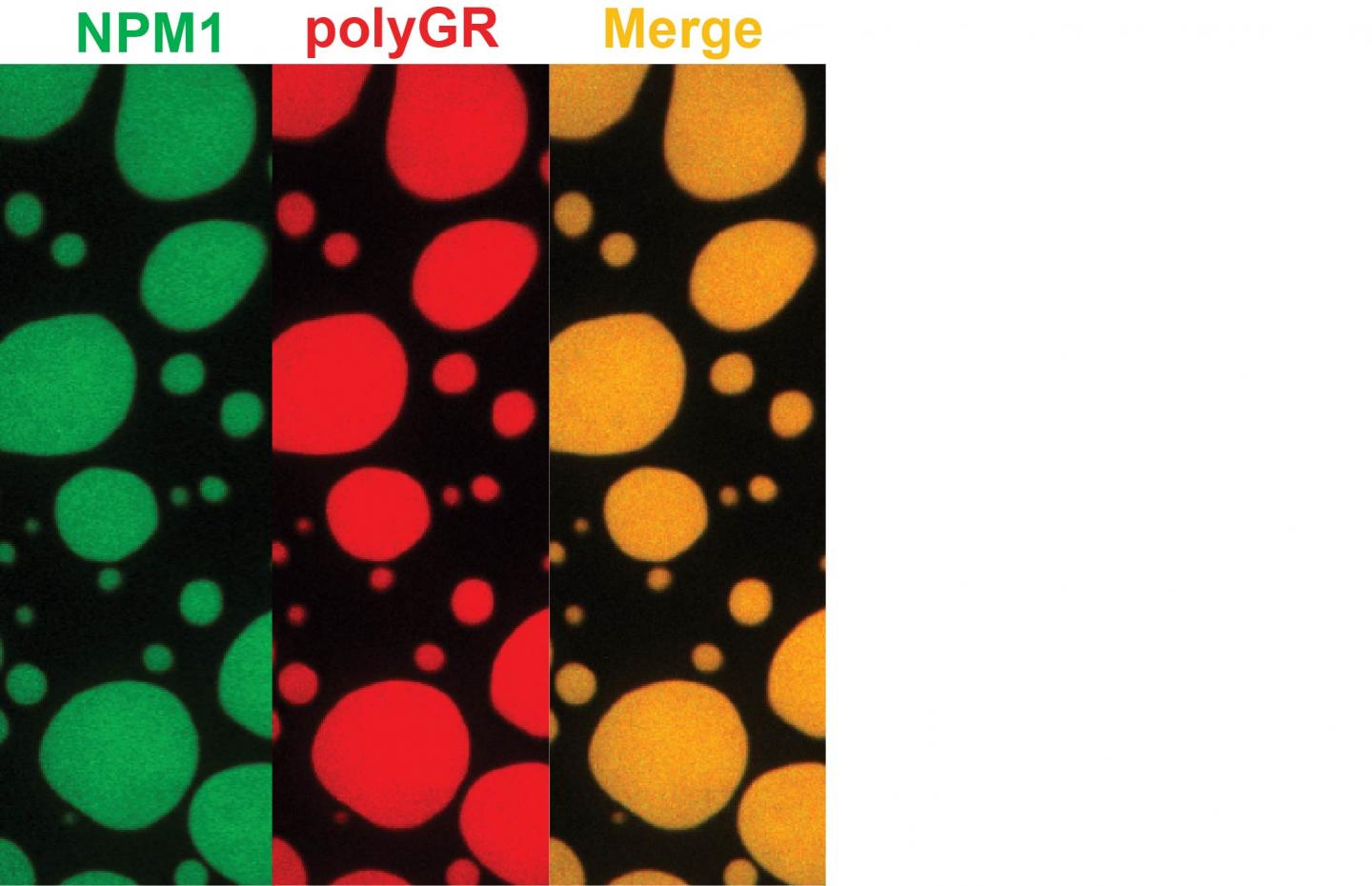 Toxic Protein Interactions [IMAGE] | EurekAlert! Science News Releases