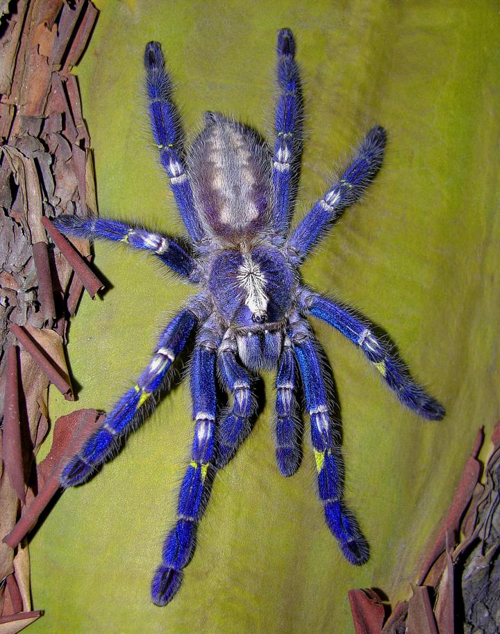 Peacock tarantula spider [IMAGE] | EurekAlert! Science News Releases