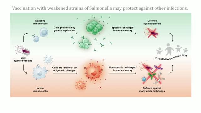 An Oral Salmonella Vaccine Has Broad | EurekAlert!