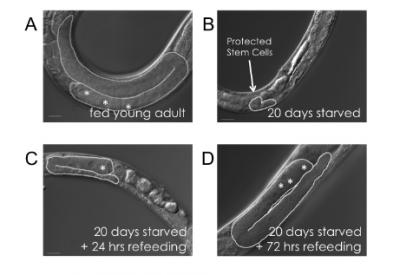 In Worms, Starvation Turns Back the Reproduct | EurekAlert!