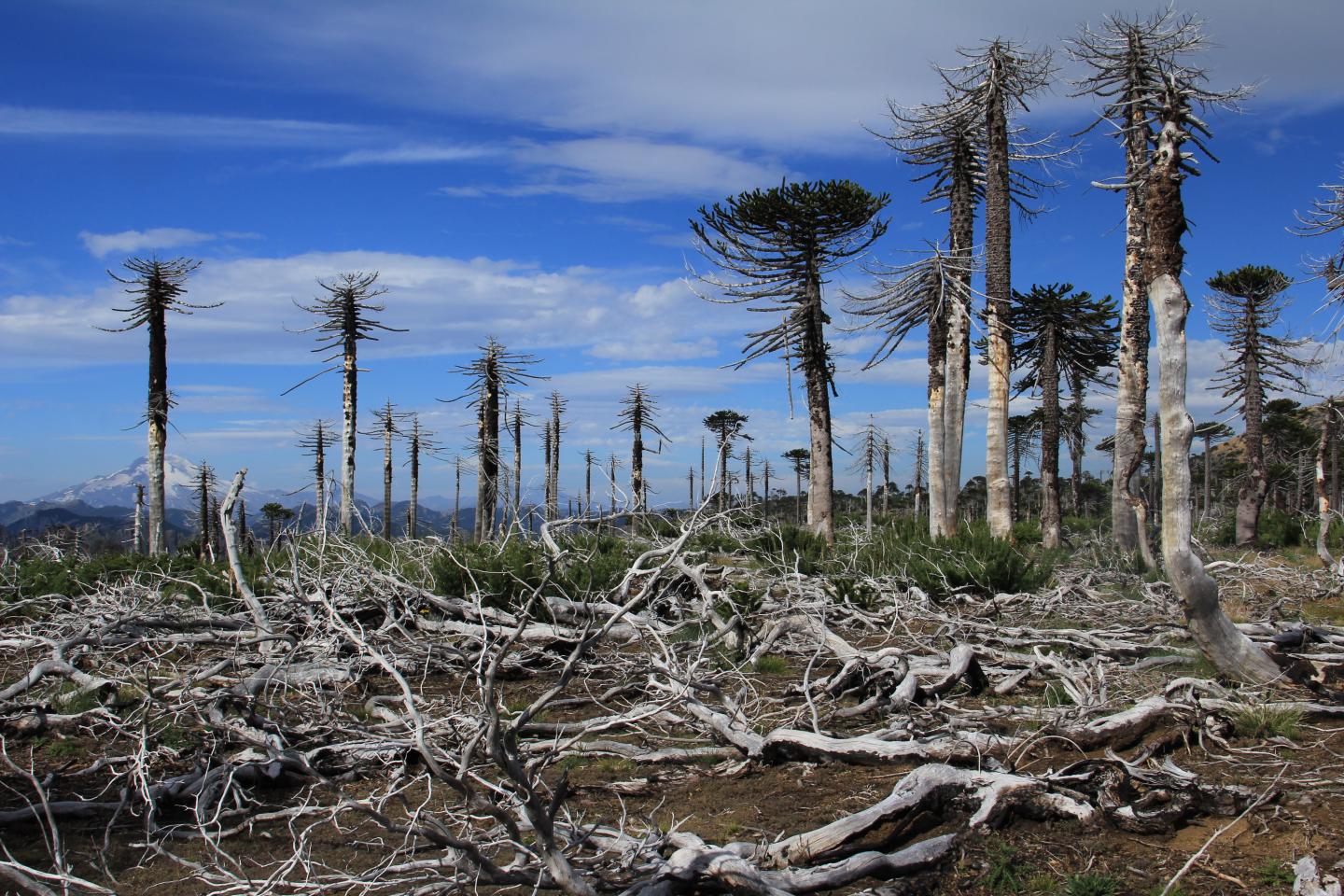 Araucaria Araucana Forest