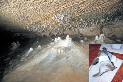 Small White Stalagmites Lining [IMAGE] | EurekAlert! Science News Releases