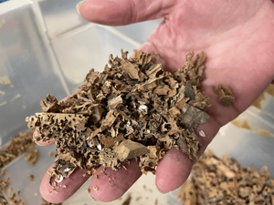 Wood-eating clams use their poop to dominate | EurekAlert!