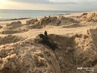 Sea turtle nesting season winding down in Flo | EurekAlert!