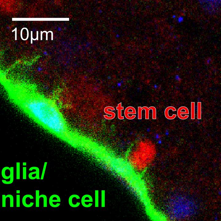 Brain Stem Cells [IMAGE] | EurekAlert! Science News Releases