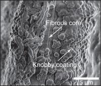 Why a Mussel's Muscles Are So Strong (2 of 2) | EurekAlert!
