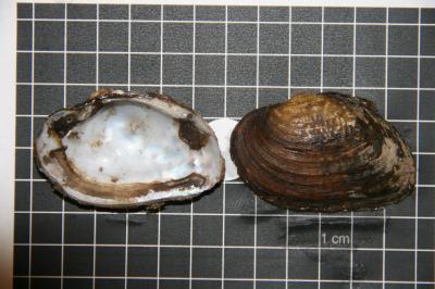 Freshwater Mussel Species [IMAGE] | EurekAlert! Science News Releases