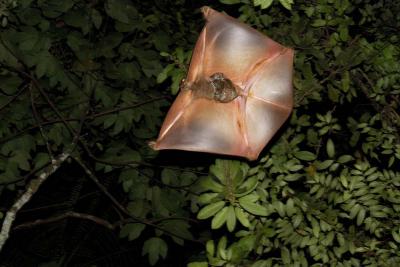Colugo in Flight [IMAGE] | EurekAlert! Science News Releases
