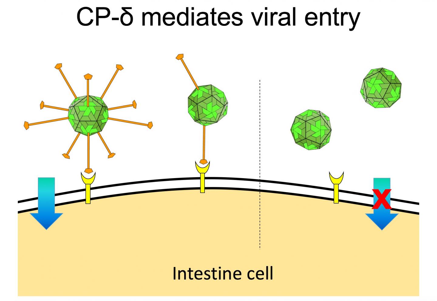 Unique protein partly to blame for worm's dig | EurekAlert!
