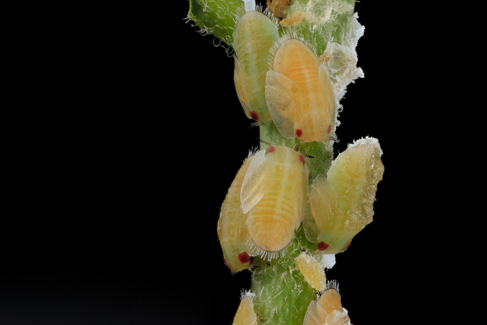 psyllid nymphs [IMAGE] | EurekAlert! Science News Releases