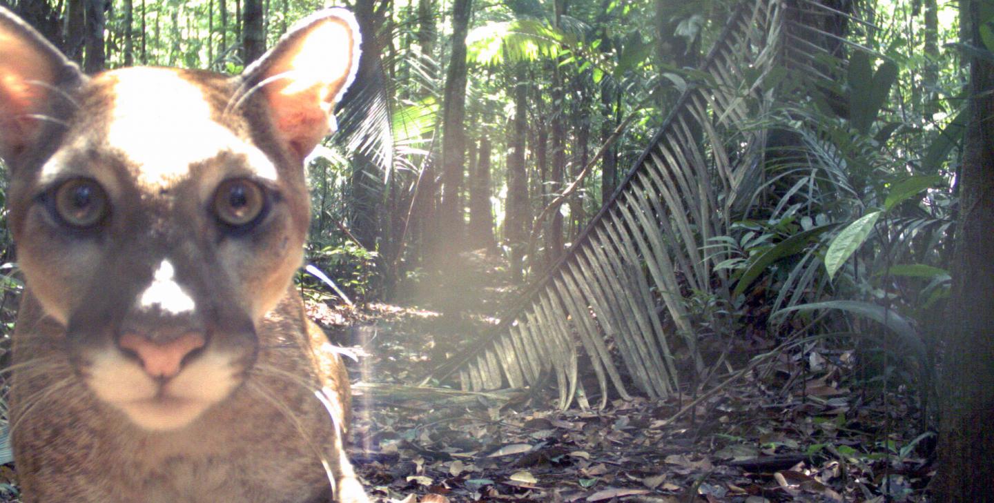 Puma Recorded by a Camera Trap [IMAGE] | EurekAlert! Science News Releases