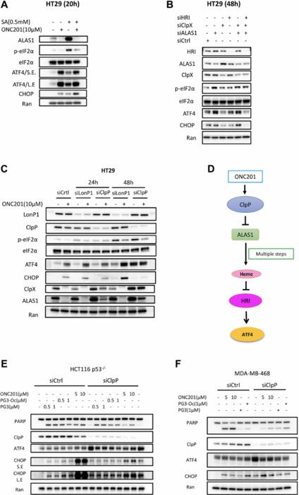 Integrated stress response (IS [IMAGE] | EurekAlert! Science News Releases
