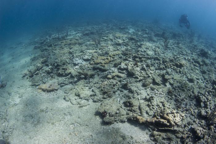 Subfossil Coral Death Assembla [IMAGE] | EurekAlert! Science News Releases