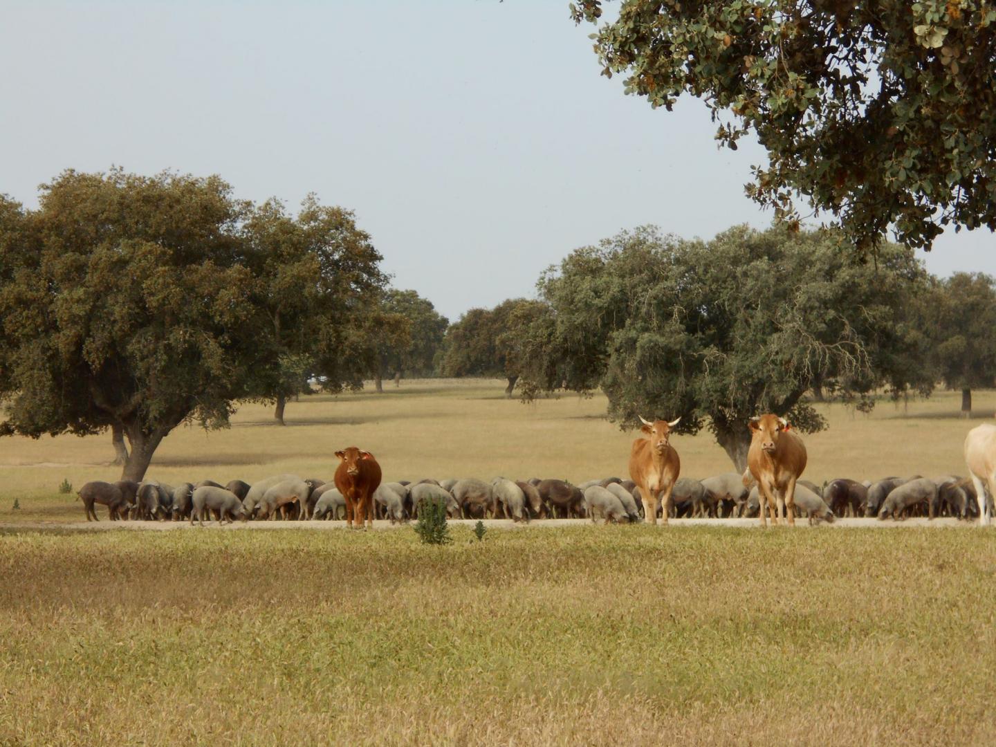 Understanding the Complexity of Wood-pastures | EurekAlert!