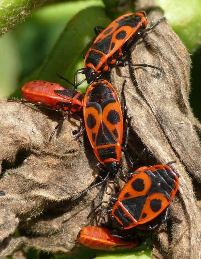 Pyrrhocoris apterus [IMAGE] | EurekAlert! Science News Releases
