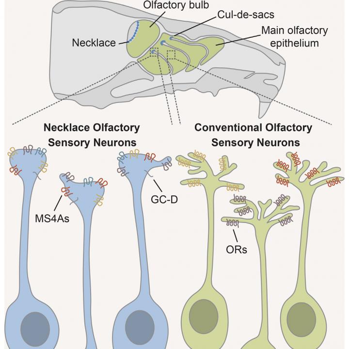 Alternative odor receptors discovered in mice | EurekAlert!
