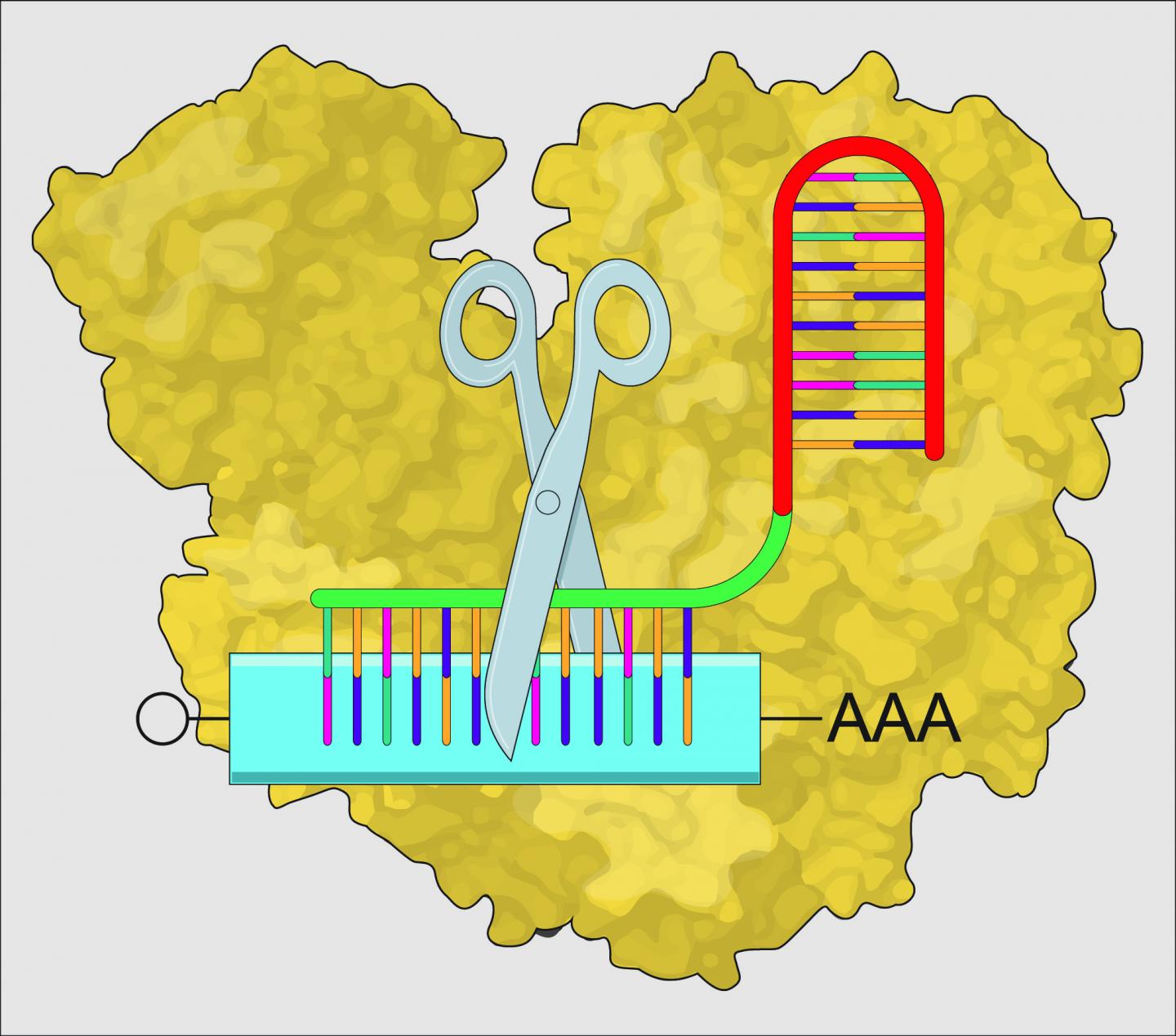 Graphical Abstract Preview [IMAGE] | EurekAlert! Science News Releases
