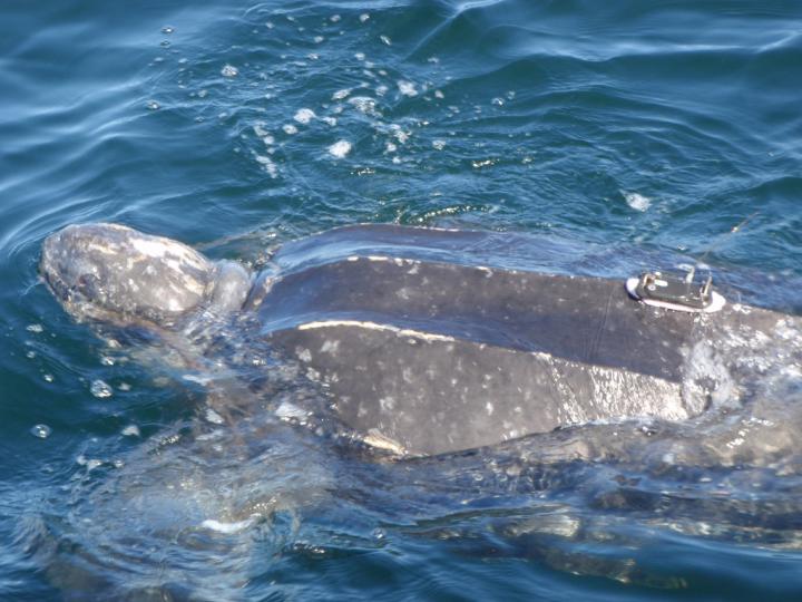 Reducing Bycatch While Sustain [IMAGE] | EurekAlert! Science News Releases