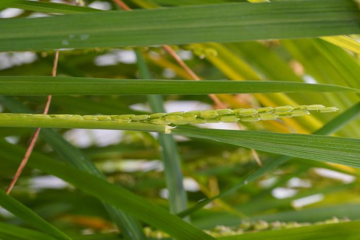 A new light in rice flowering | EurekAlert!