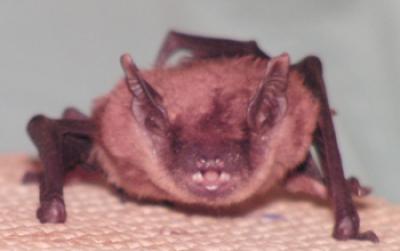Bat Emitting Sounds [IMAGE] | EurekAlert! Science News Releases
